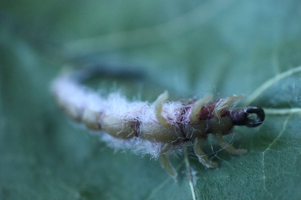 Caddis Larva Fly - Realistic Caddis Larva