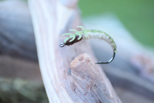 Realistic Caddis Larva Fly - Year-Round Trout Nymph Pattern