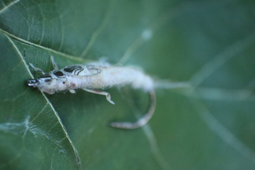 Realistic Mayfly Larva Nymph - Year-Round Trout Fly